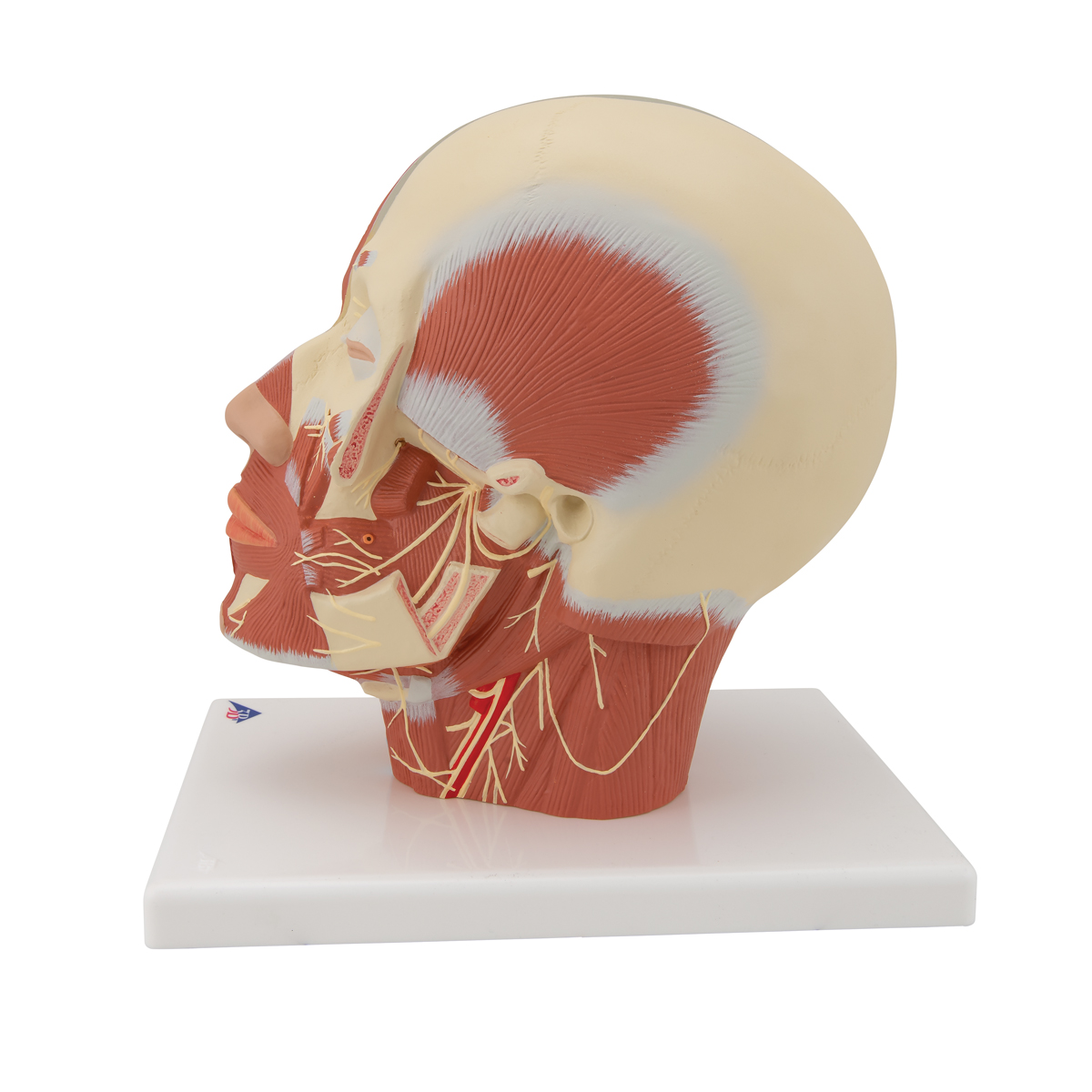 Head Musculature Model with Nerves - 3B Smart Anatomy - SEM Trainers