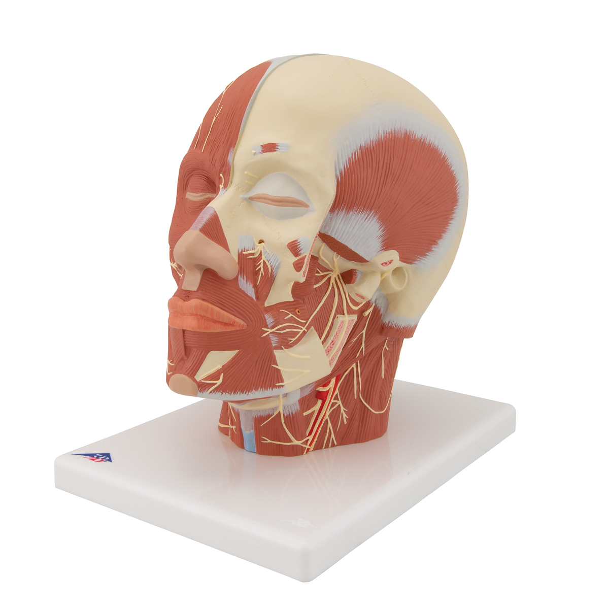 Head Musculature Model with Nerves - 3B Smart Anatomy - SEM Trainers