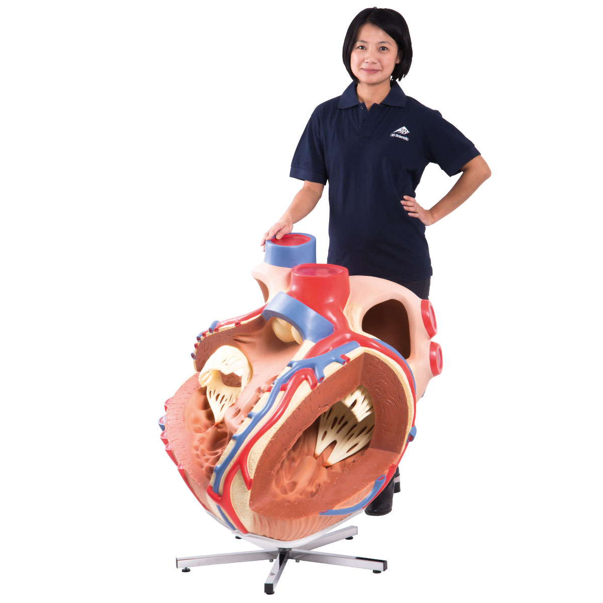 Giant Human Heart Model, 8 times Life-Size - 3B Smart Anatomy - SEM ...