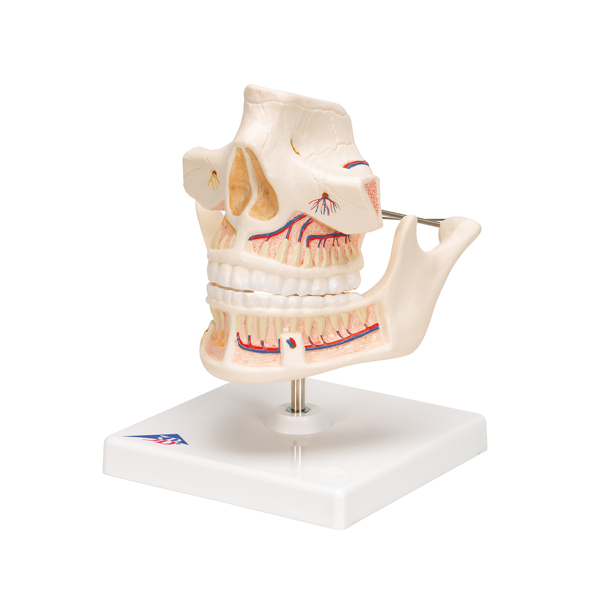 Adult Denture Model with Nerves and Roots - 3B Smart Anatomy - SEM Trainers