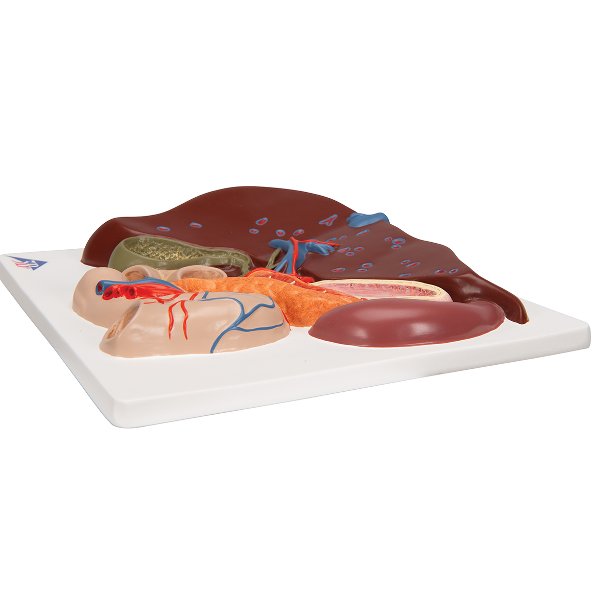 Liver Model with Gall Bladder, Pancreas & Duodenum - 3B Smart Anatomy ...
