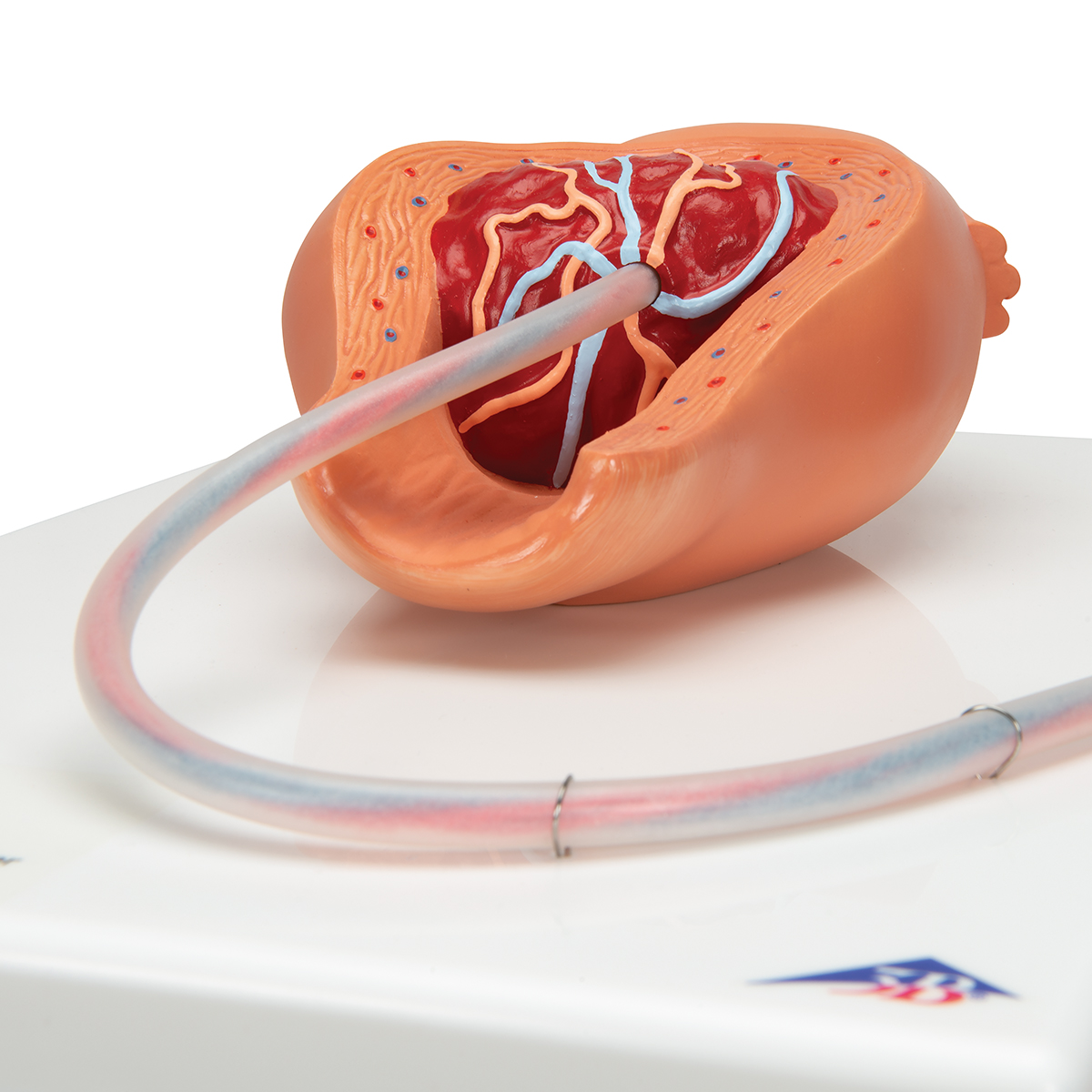 Birthing Process Model with 5 Stages - 3B Smart Anatomy - SEM Trainers