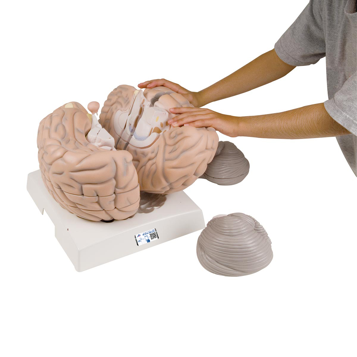 Giant Human Brain Model, 2.5 times Full-Size, 14 part - 3B Smart ...