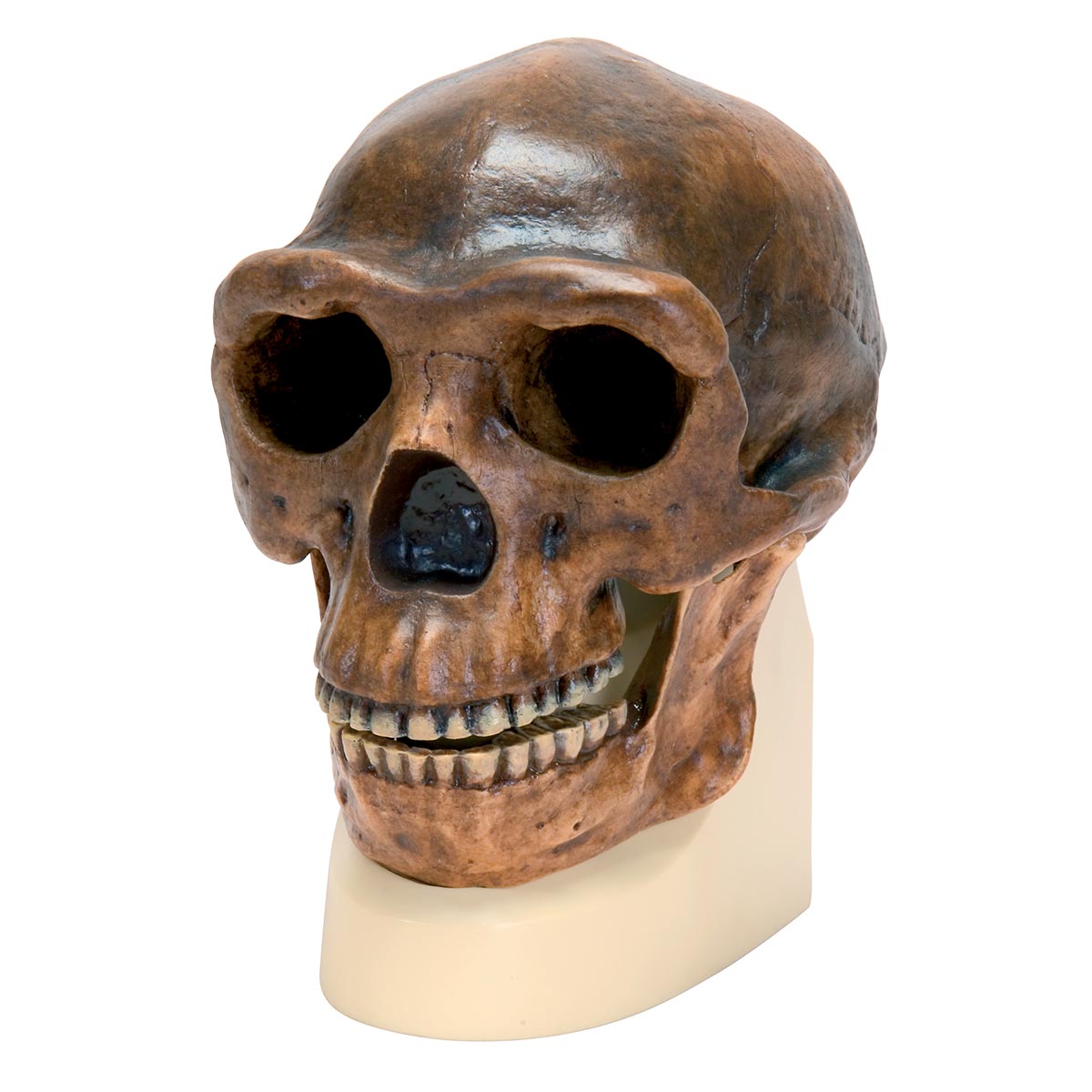 Homo Erectus Skull Diagram