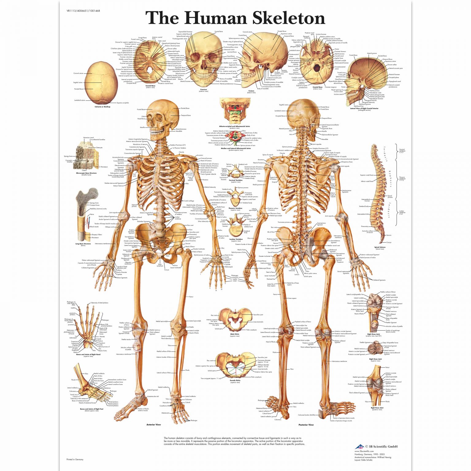 Human Skull Chart - SEM Trainers