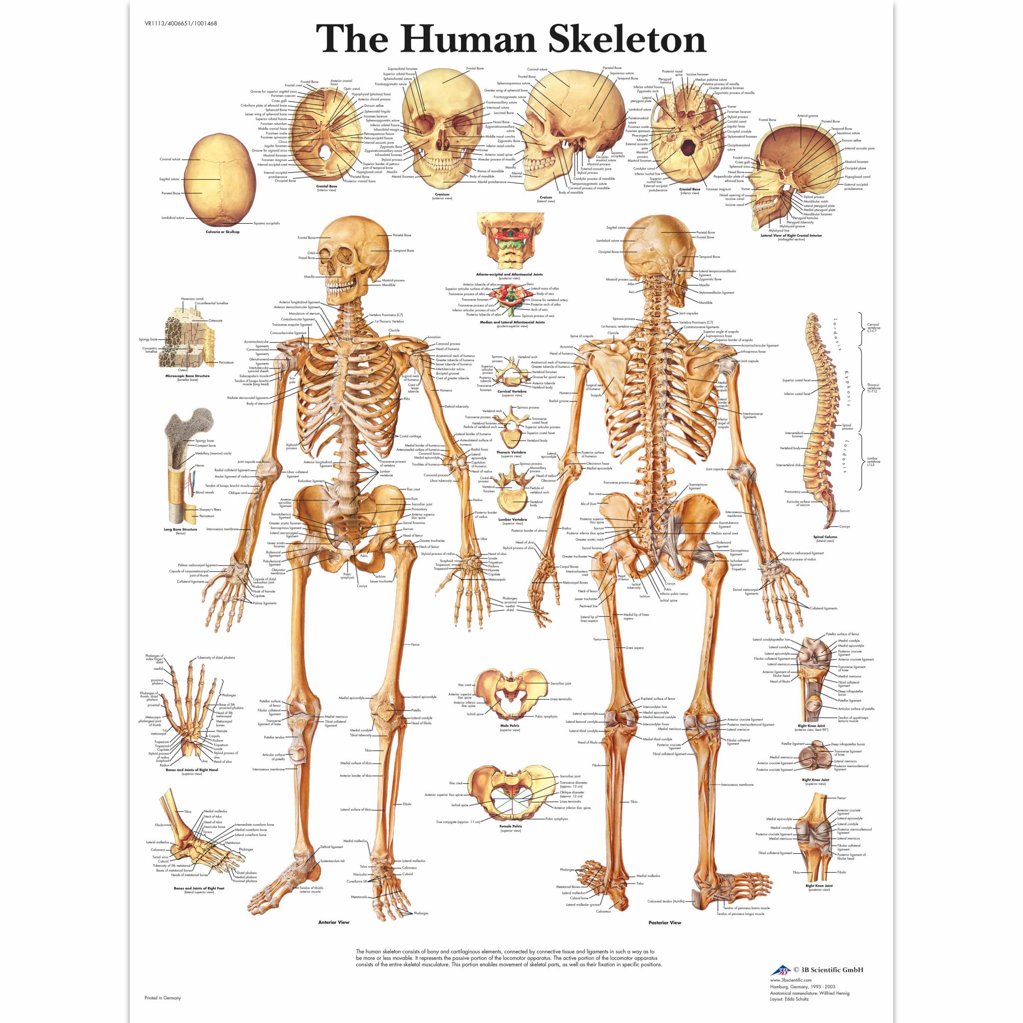 Human Skull Chart - SEM Trainers