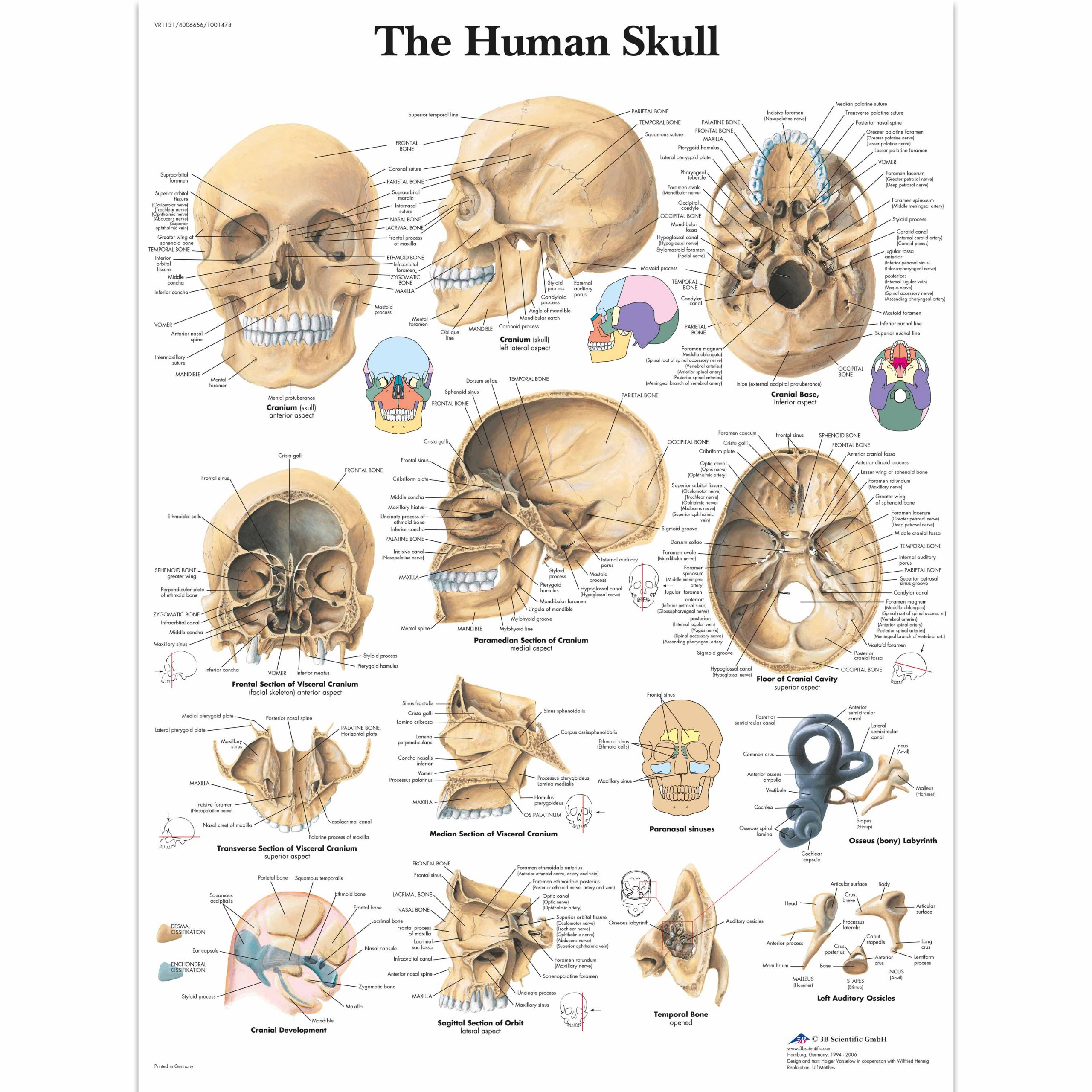 Human Skull Chart SEM Trainers Human Skull Chart SEM Trainers