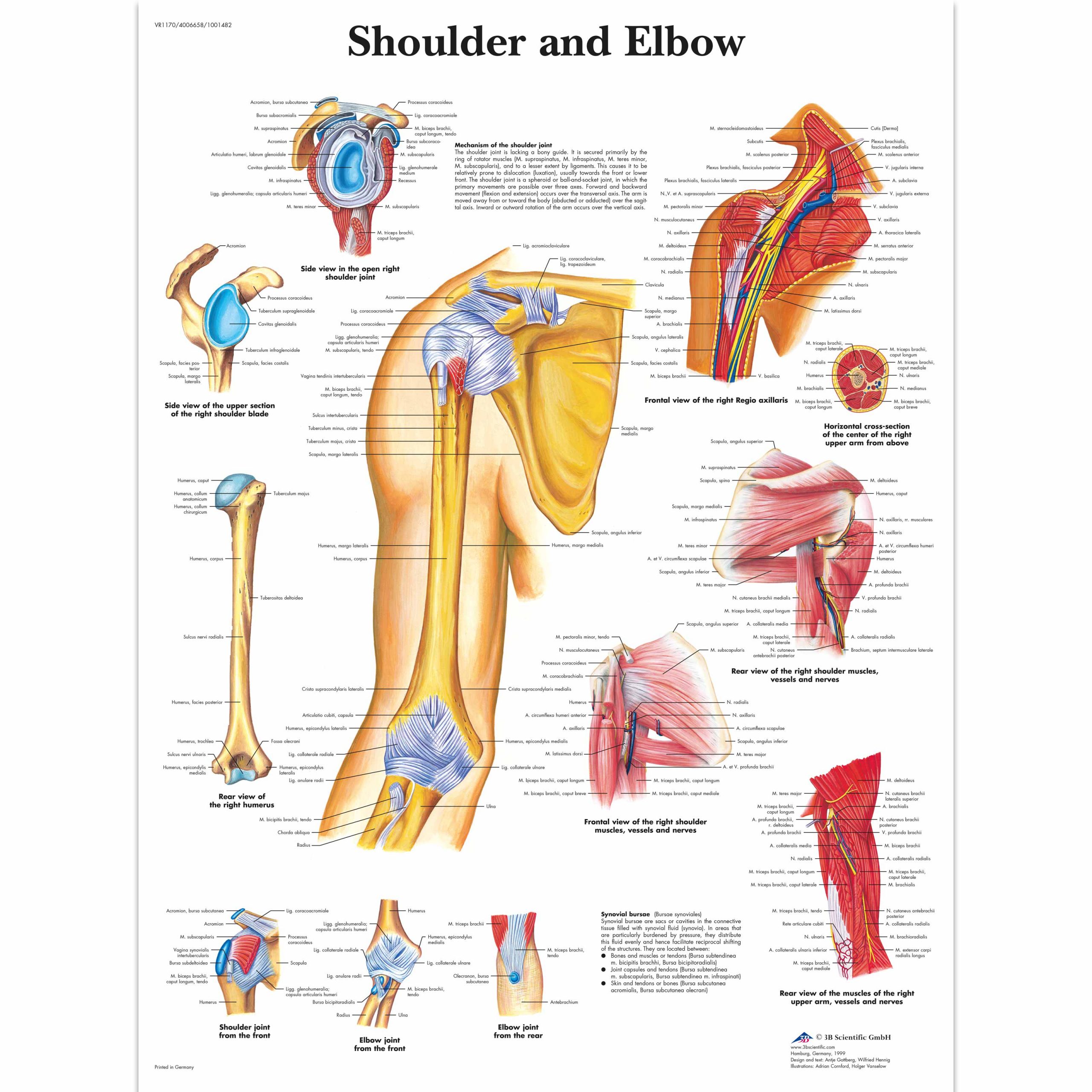 Shoulder and Elbow Chart - SEM Trainers