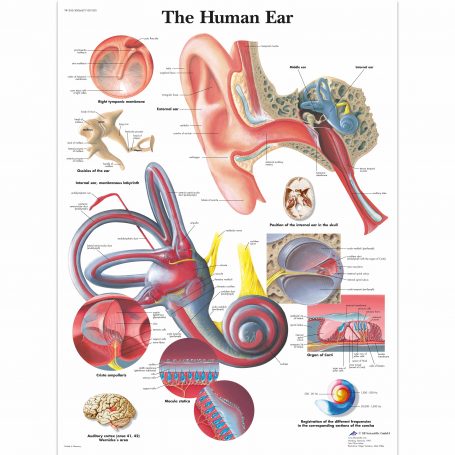 Diseases of the Middle Ear Chart - SEM Trainers