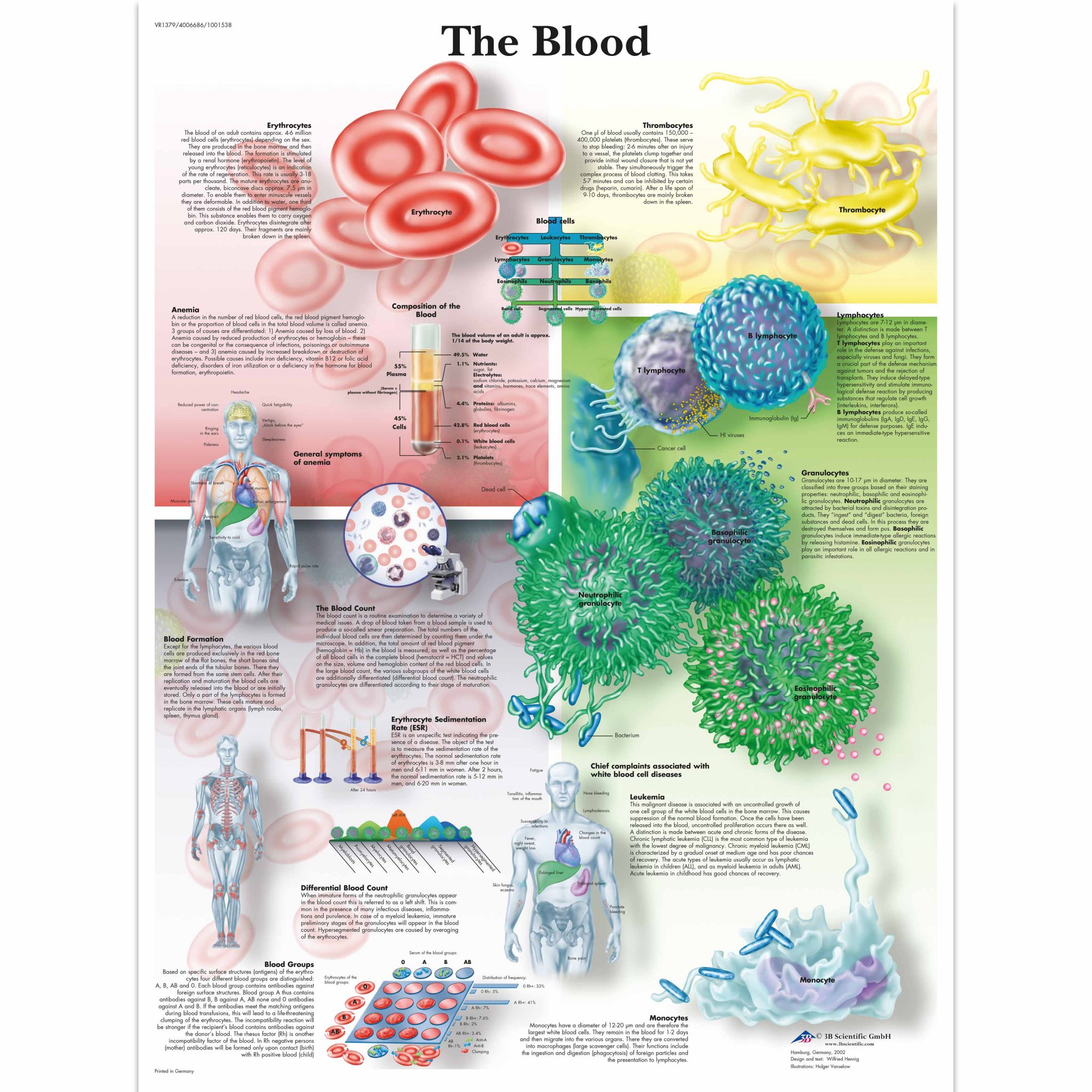 Clinically Important Blood Vessel and Nerve Pathways Chart - SEM Trainers