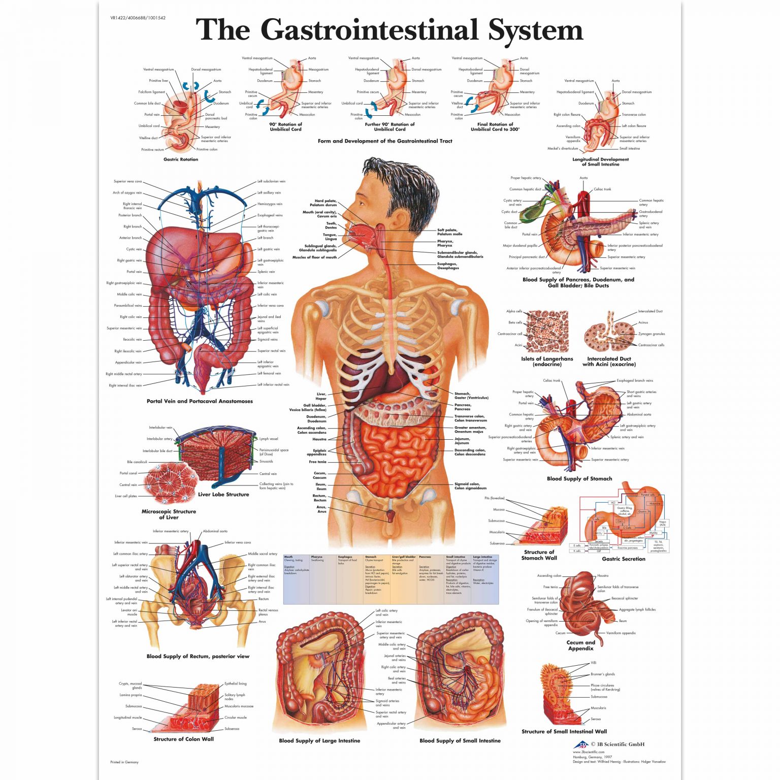 Diseases of the Digestive System Chart - SEM Trainers