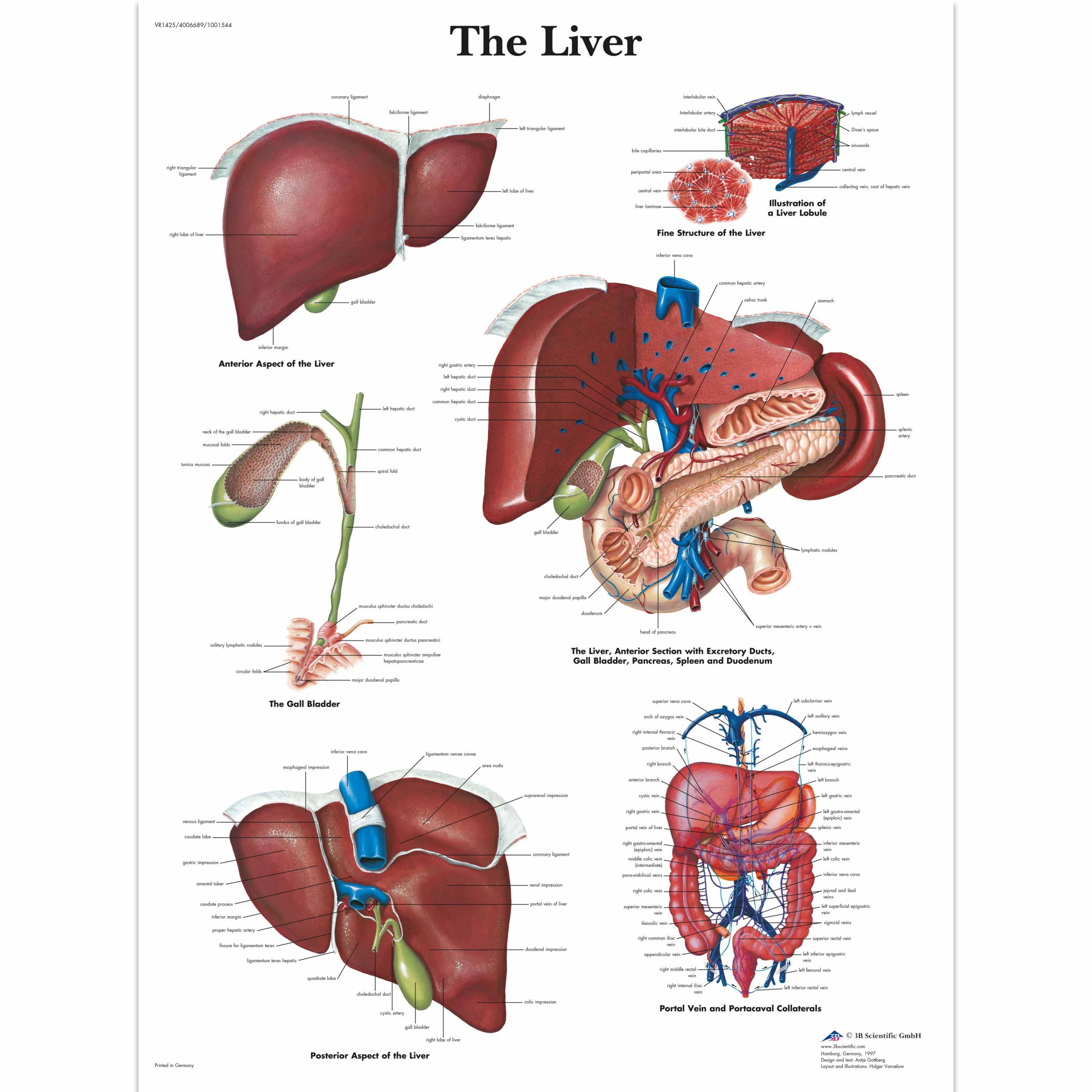 Liver Chart - SEM Trainers