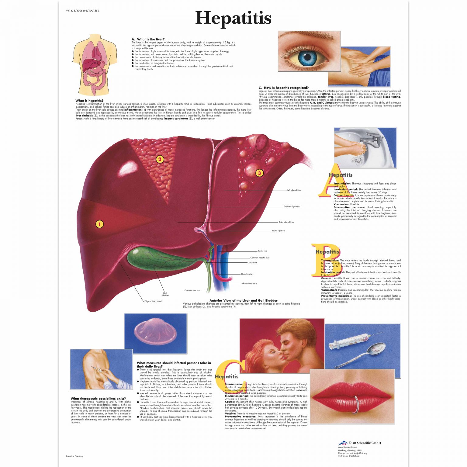Liver Chart - SEM Trainers
