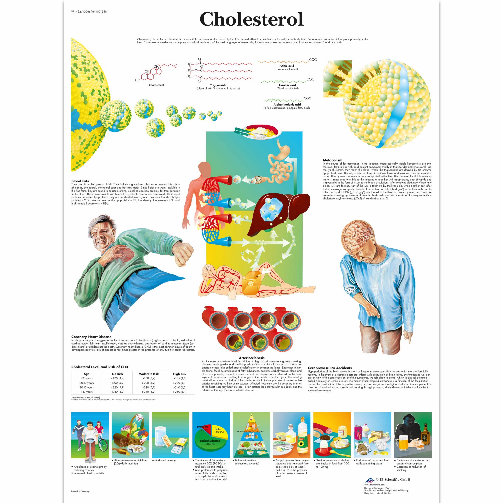The Human Heart Chart - Anatomy and Physiology - SEM Trainers