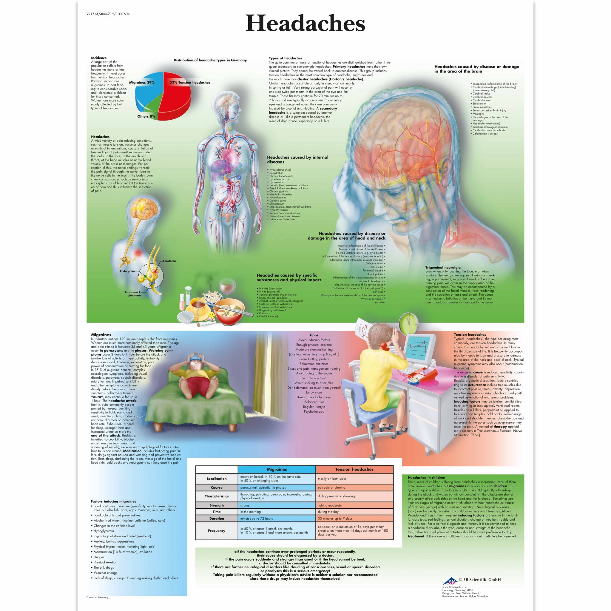 Human Central Nervous System Chart - SEM Trainers