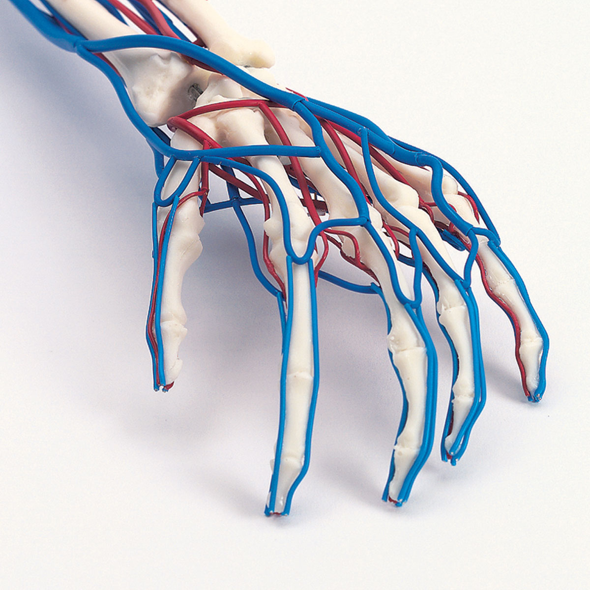 Vascular Arm - SEM Trainers