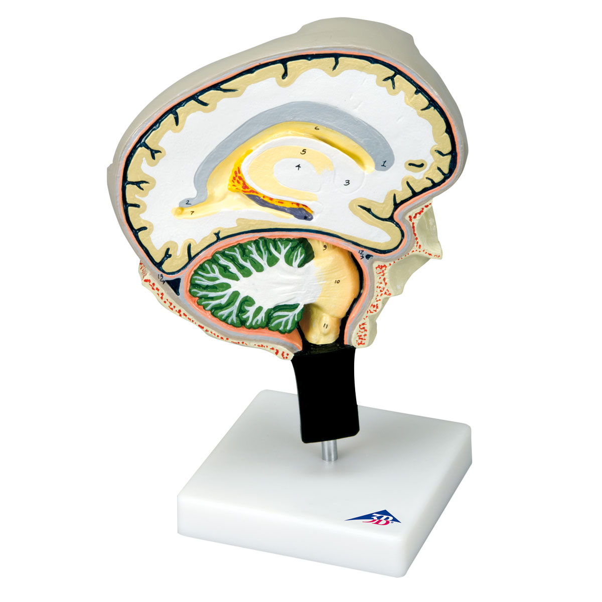 Brain Section Model with Medial and Sagittal Cuts - SEM Trainers