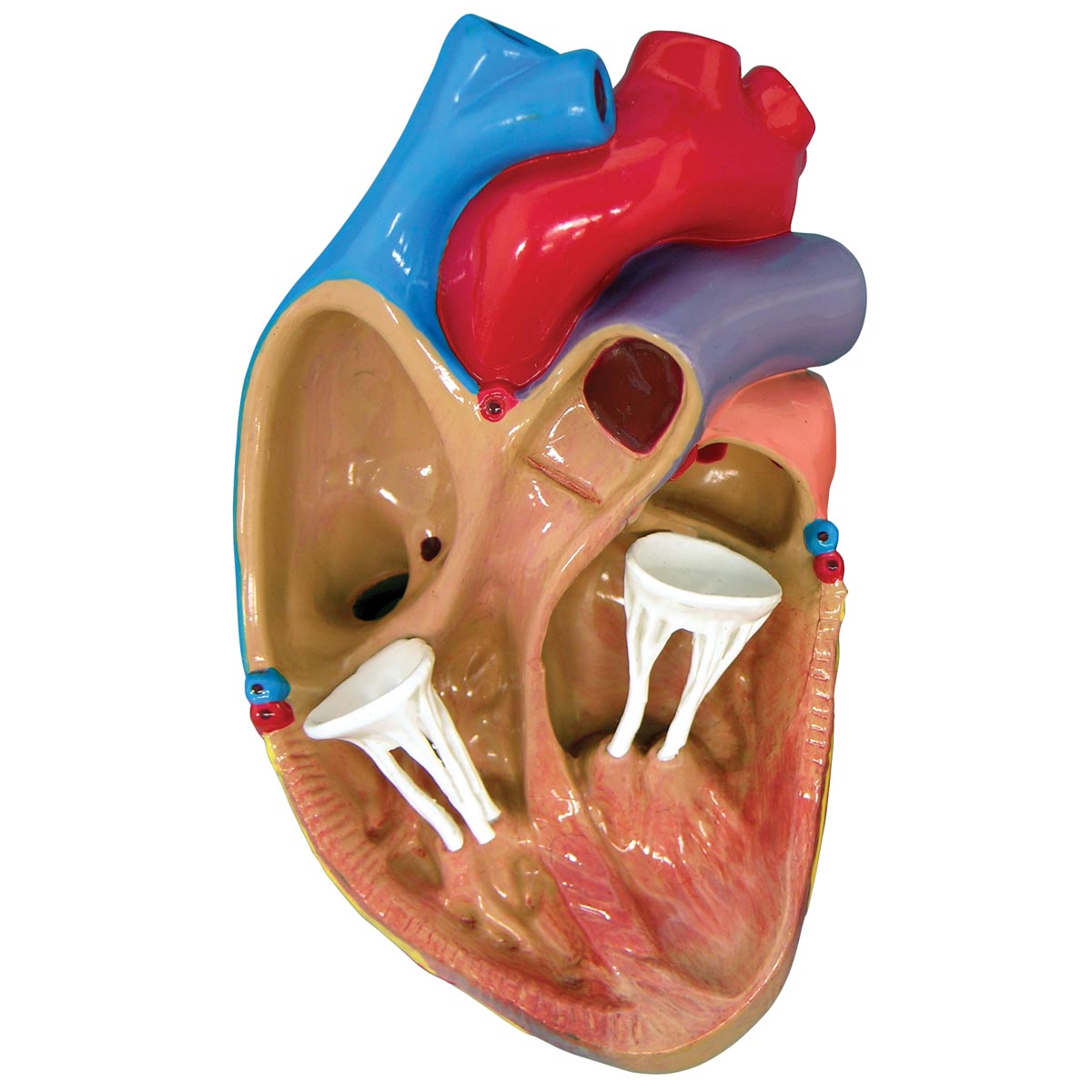 3-Mini Heart Model Set - SEM Trainers