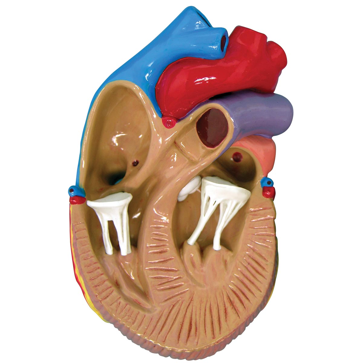 3-Mini Heart Model Set - SEM Trainers