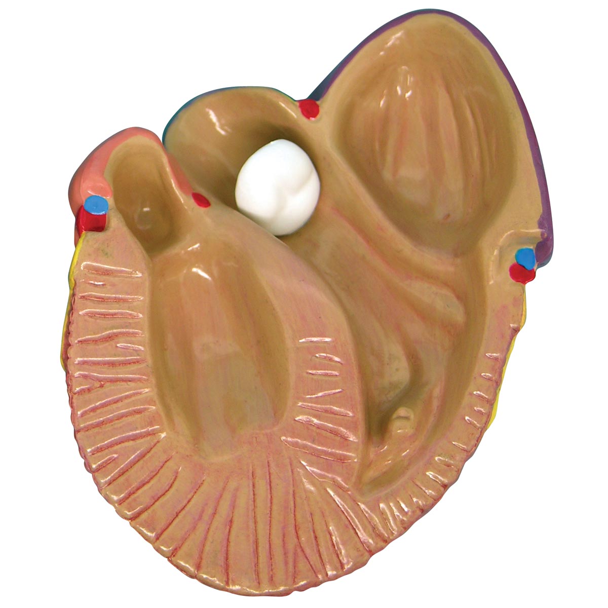3-Mini Heart Model Set - SEM Trainers