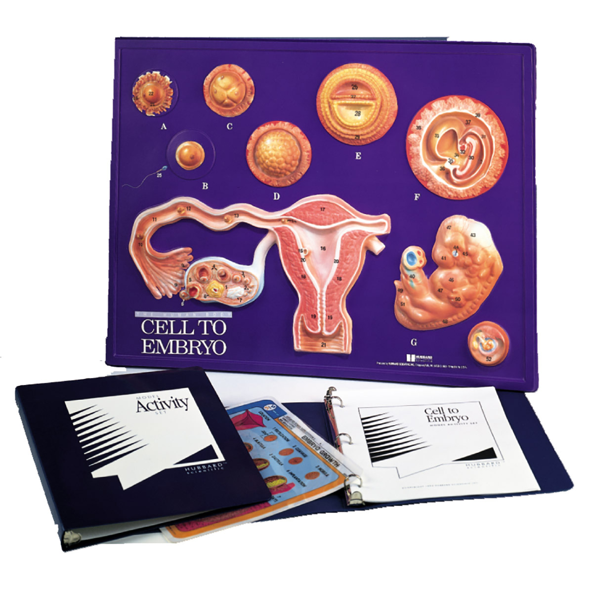 Cell to Embryo Development - Model Activity Set - SEM Trainers