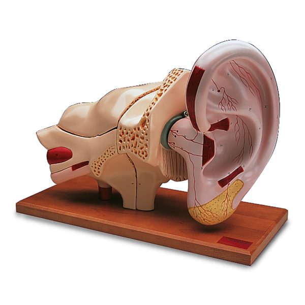Human Ear Model, 3 times Life-Size, 4 part - 3B Smart Anatomy - SEM ...