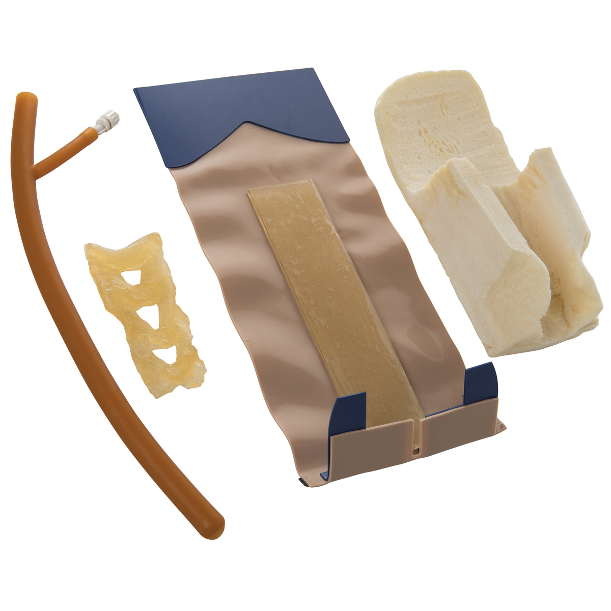 Skin, Musculature and Spinal Cord - SEM Trainers