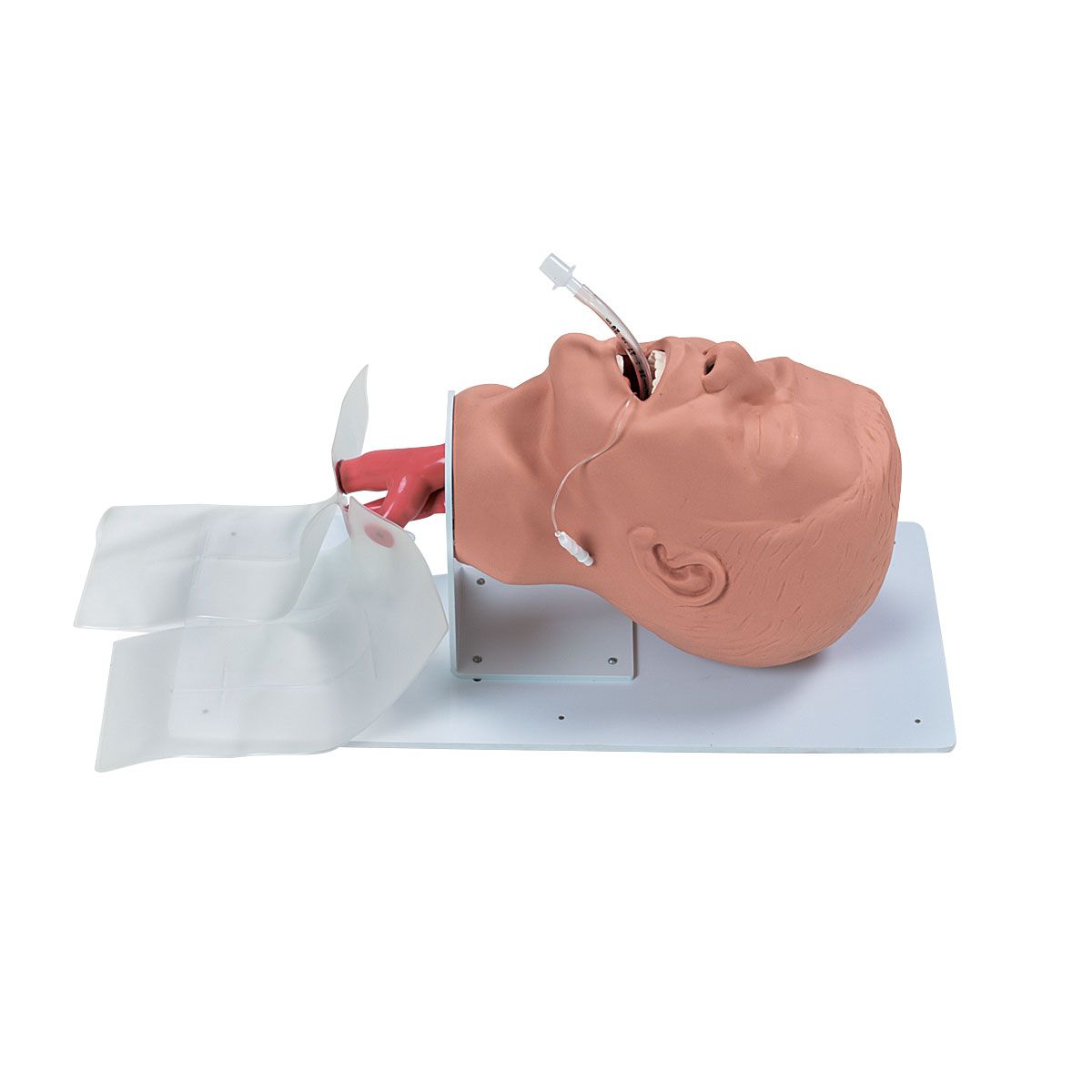 Economy Adult Airway Management Trainer | 1005780 [W44687] | SEM Trainers