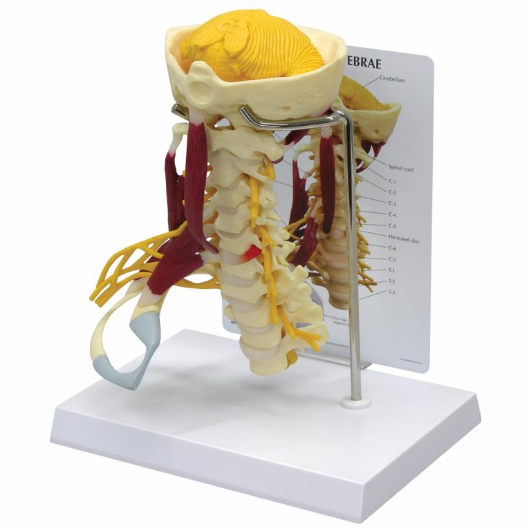 Sacrum -T8 Spine Model - SEM Trainers