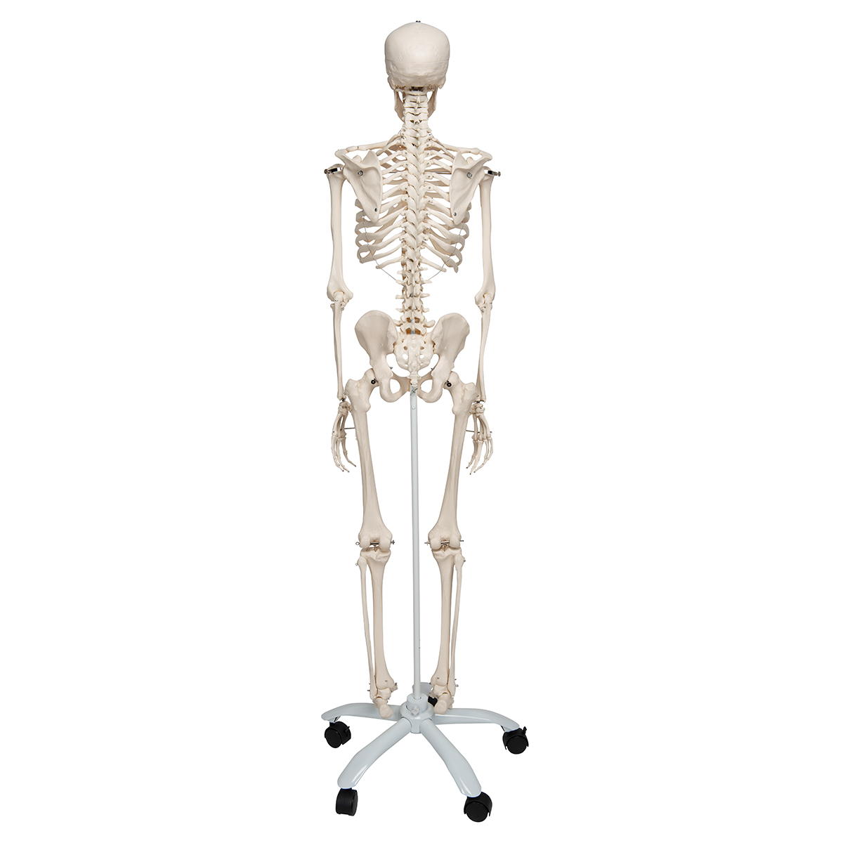 Human Skeleton Model Stan - 3B Smart Anatomy - SEM Trainers