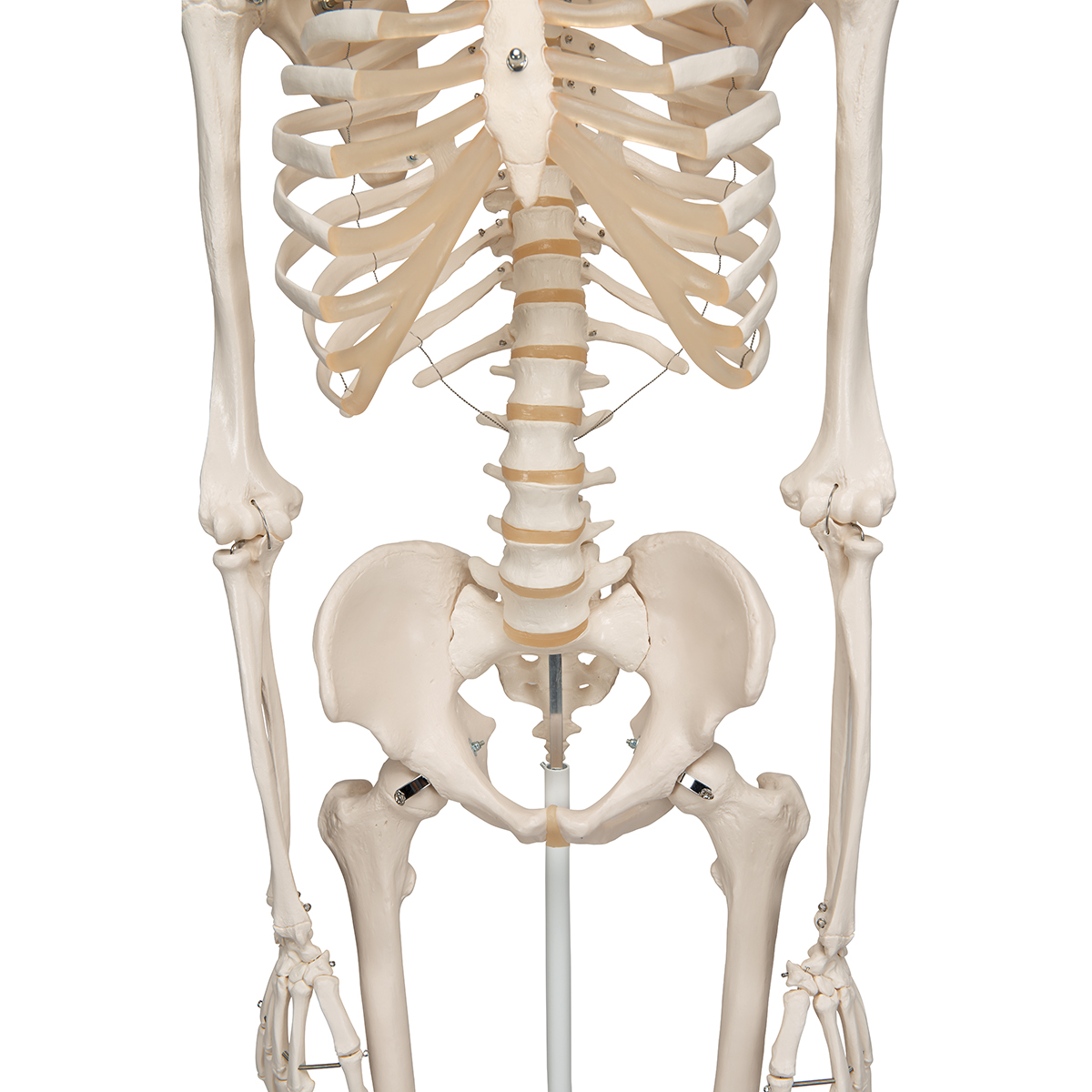 Human Skeleton Model Stan - 3B Smart Anatomy - SEM Trainers