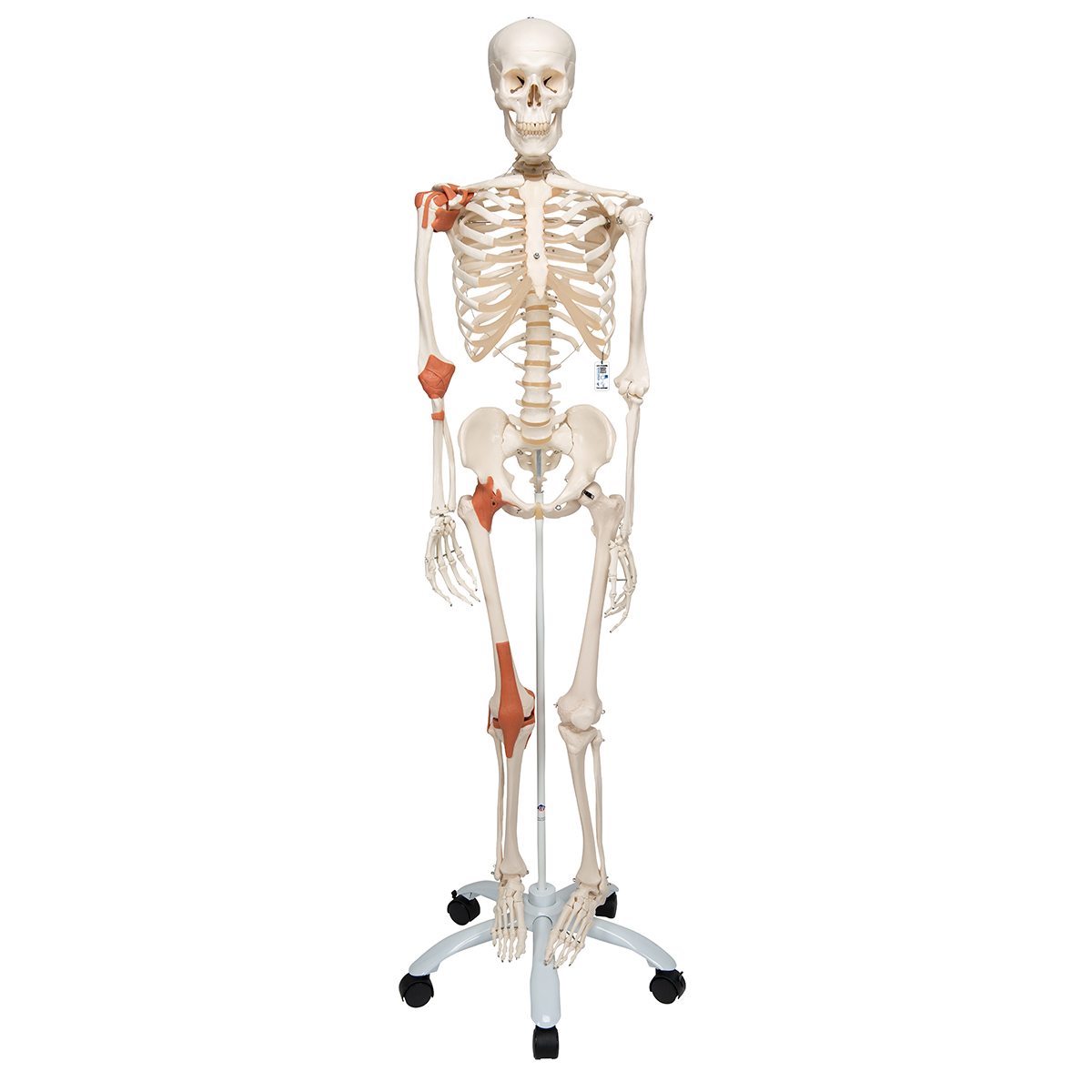 Human Skeleton Model Leo with Ligaments - 3B Smart Anatomy - SEM Trainers
