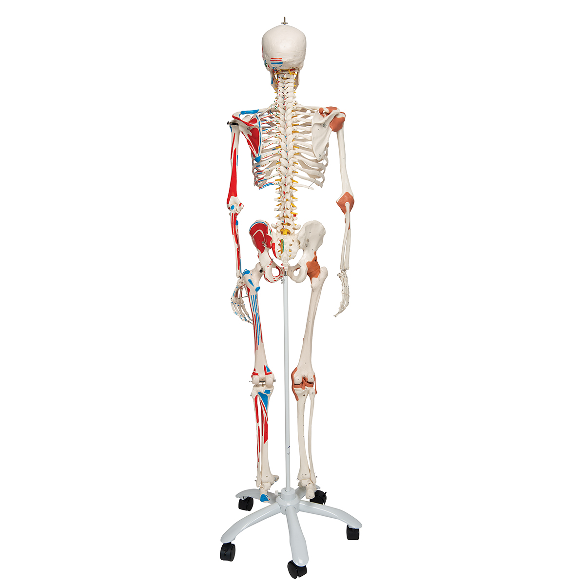 Human Skeleton Model Sam with Muscles & Ligaments. - Get Free 7 Day Trial