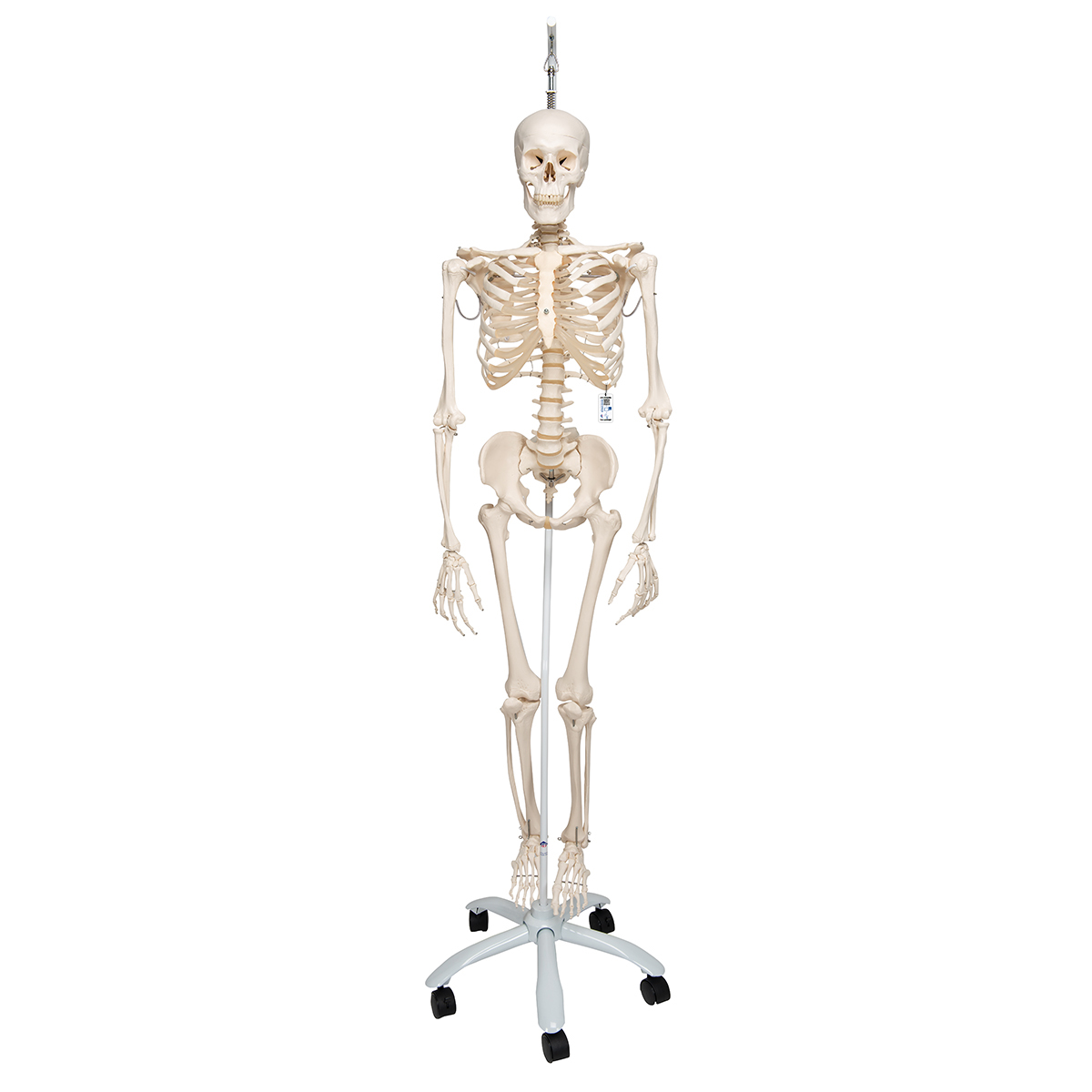Physiological Human Skeleton Model Phil on Hanging Stand - 3B Smart ...