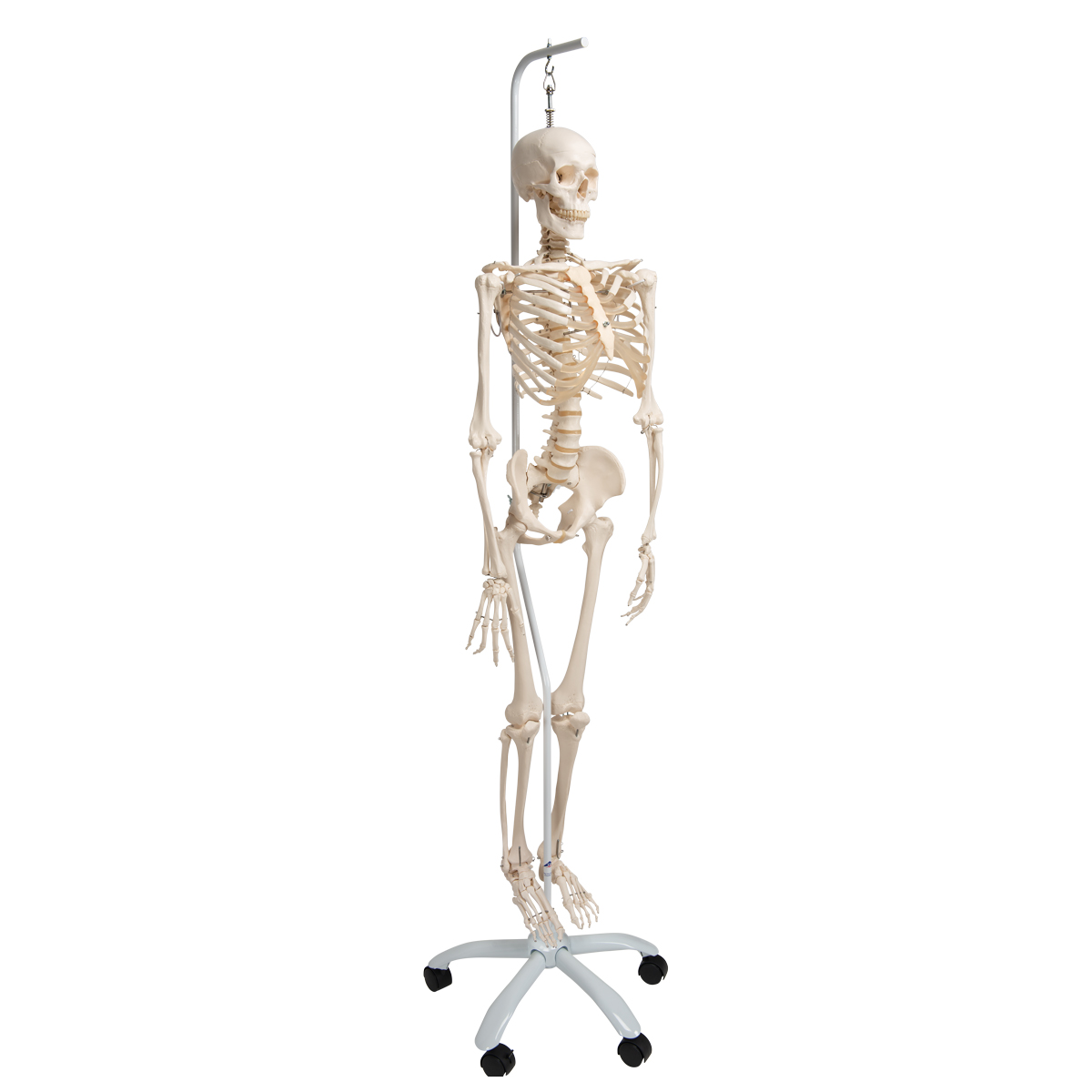 Physiological Human Skeleton Model Phil on Hanging Stand - 3B Smart ...