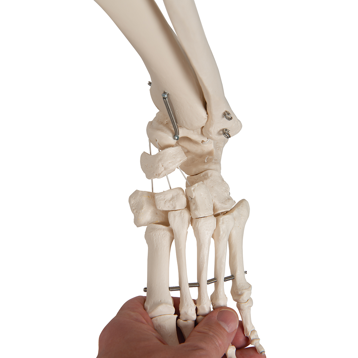 Physiological Human Skeleton Model Phil on Hanging Stand - 3B Smart ...