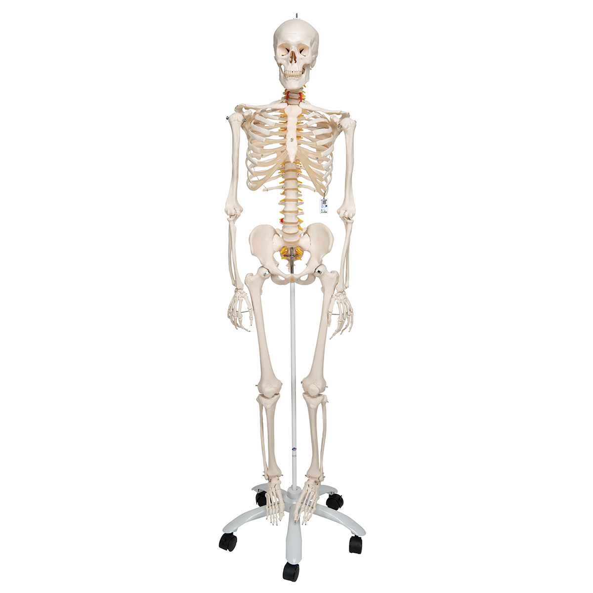 Flexible Human Skeleton Model Fred - 3B Smart Anatomy - SEM Trainers