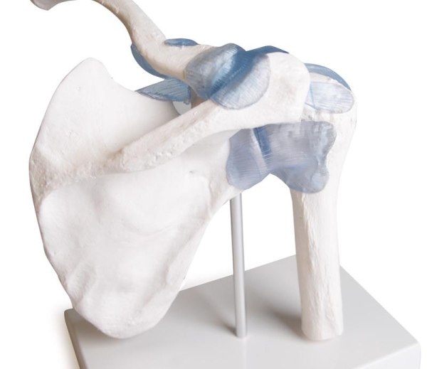 Shoulder joint with ligaments with stand - SEM Trainers