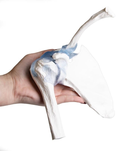 Shoulder joint with ligaments with stand - SEM Trainers