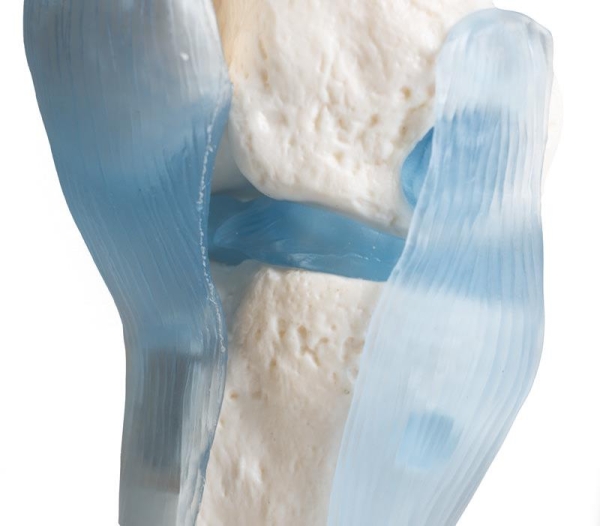 Knee joint with ligaments with stand - SEM Trainers