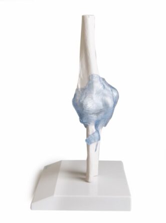 Elbow joint with ligaments with stand - SEM Trainers