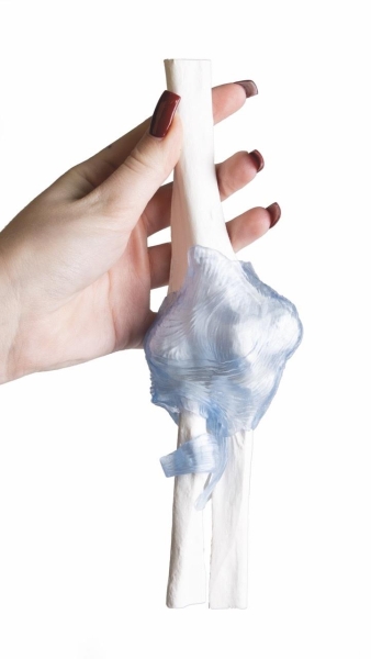 Elbow joint with ligaments with stand - SEM Trainers