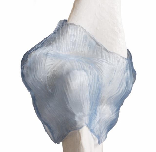 Elbow joint with ligaments with stand - SEM Trainers