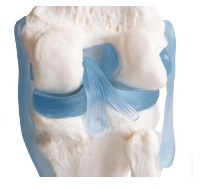 Knee joint with ligaments with stand - SEM Trainers