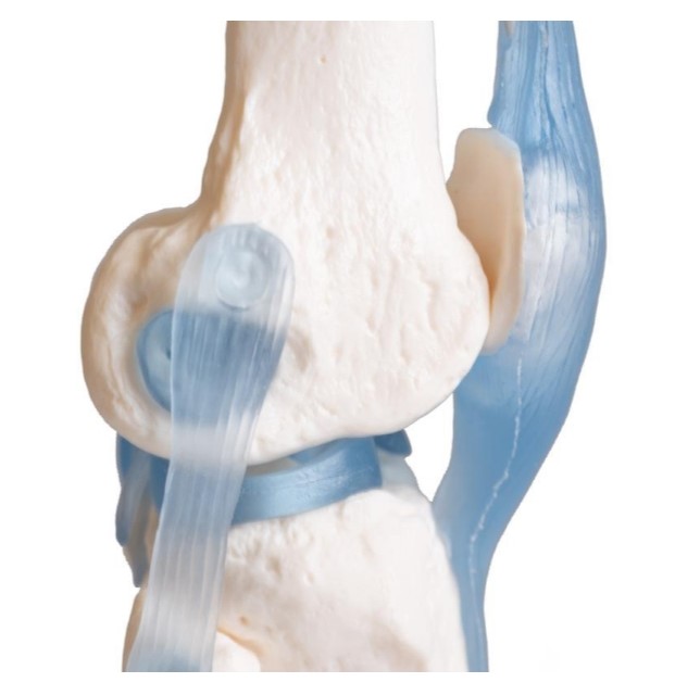 Knee joint with ligaments with stand - SEM Trainers