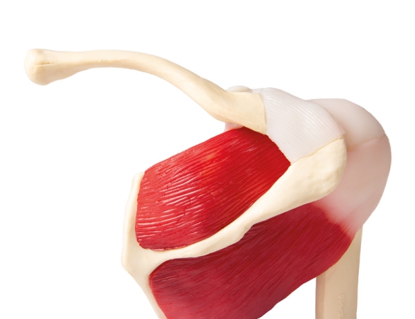 Shoulder Joint, life size, with muscles - EZ Augmented Anatomy - SEM Trainers