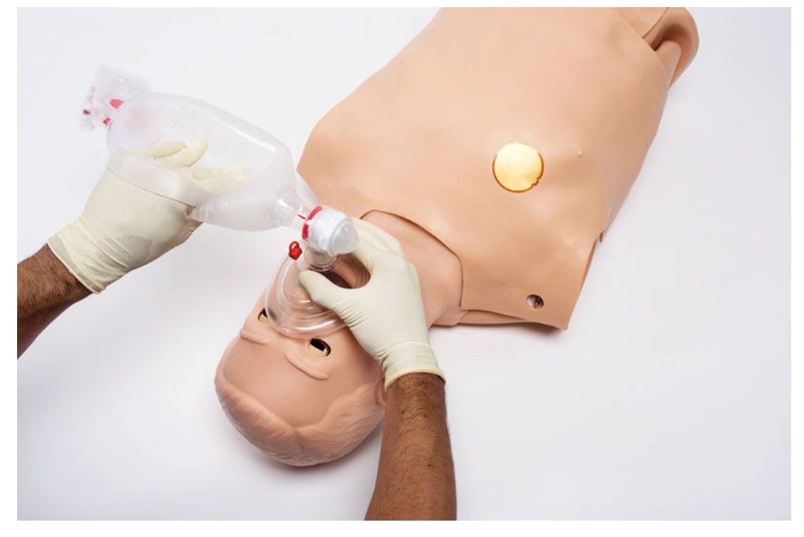 HAL® S315.600.250 - CPR+D Skills Trainer Torso with OMNI® 2 - SEM Trainers