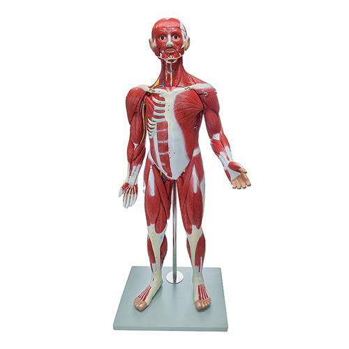 Muscle Figure Model, 1/2 Life-Size, 30 Parts - SEM Trainers