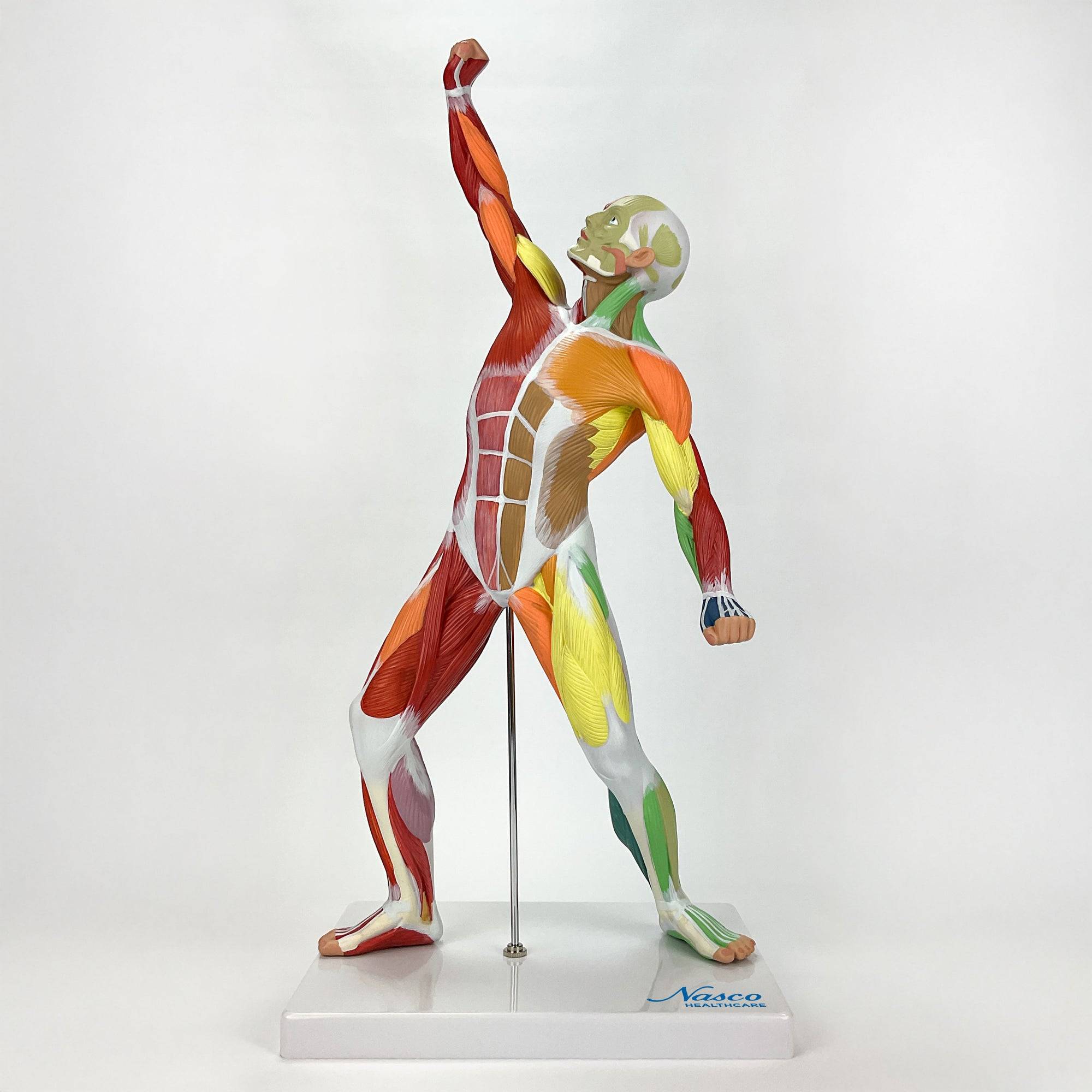 Muscular Figure Didactic Model, 1/4 Life-Size - SEM Trainers