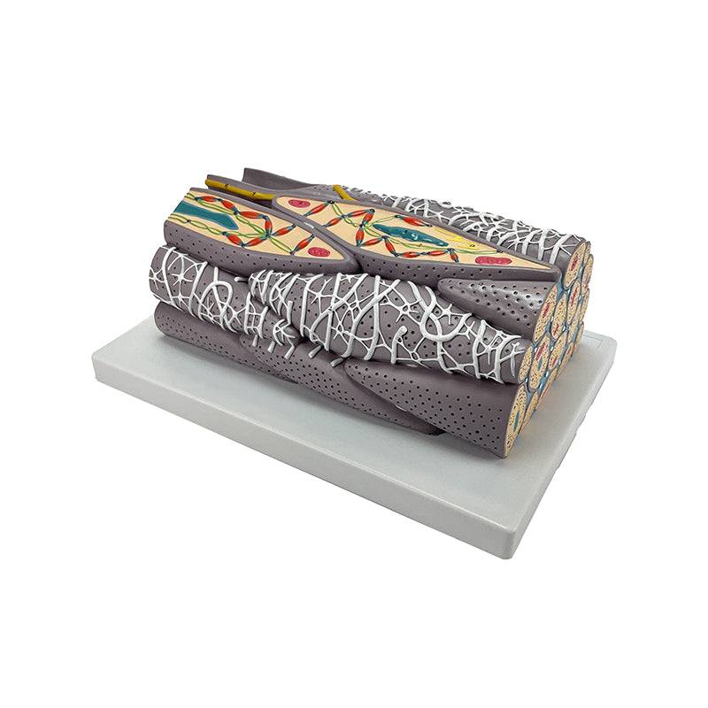 Micro Anatomy Smooth Muscle Fiber Model, 10,000X Enlarged - SEM Trainers